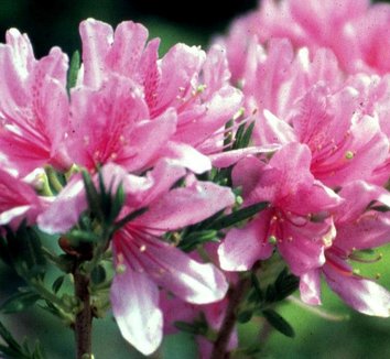 Azalea 'Western Lights' | Rhododendron 'Western Lights' | Western ...