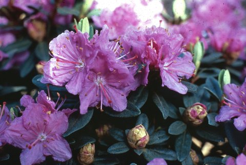 Ramapo Rhododendron | Rhododendron 'Ramapo'| plant lust