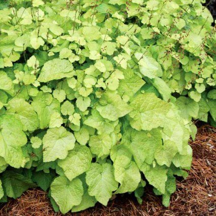 Tolmiea menziesii 'Cool Gold' PPatent15948 | Tolmeia menziesii 'Cool ...