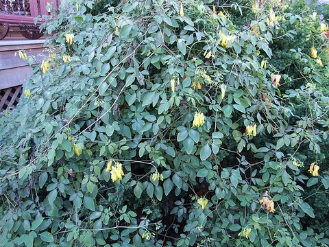 Dactylicapnos scandens 'Athens Yellow' | Dicentra scandens 'Athens ...