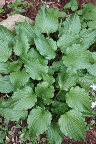 Hosta 'Stirfry' | Hosta 'Stir Fry'| plant lust