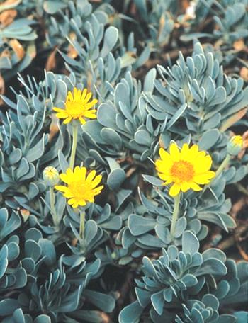 Hertia cheirifolia | Othonna cheirifolia | Barbary Ragwort| plant lust