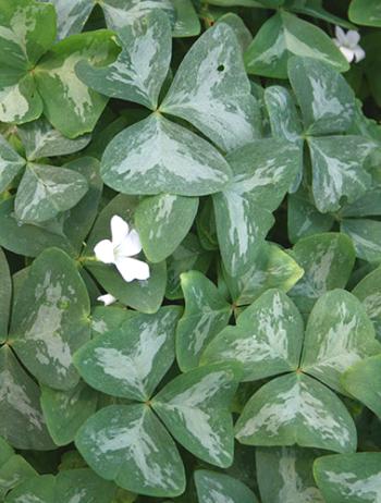This clover in my yard has interesting color going on with it. Is this ...