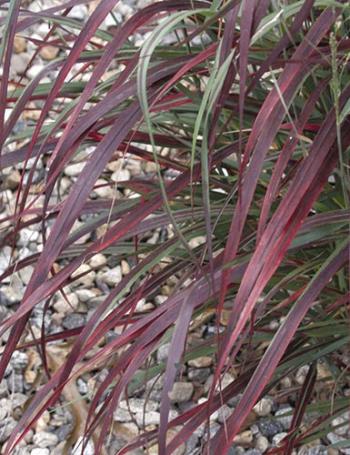 Panicum virgatum 'Ruby Ribbons' | Panicum virgatum 'RR1' Ruby Ribbons ...