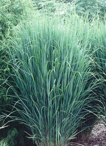 Panicum virgatum 'Northwind' | Panicum virgatum 'Hot Rod' | Northwind ...