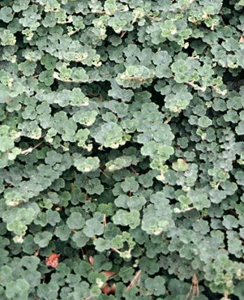 Rubus rolfei 'Emerald Carpet' | Rubus pentalobus 'Emerald Carpet ...