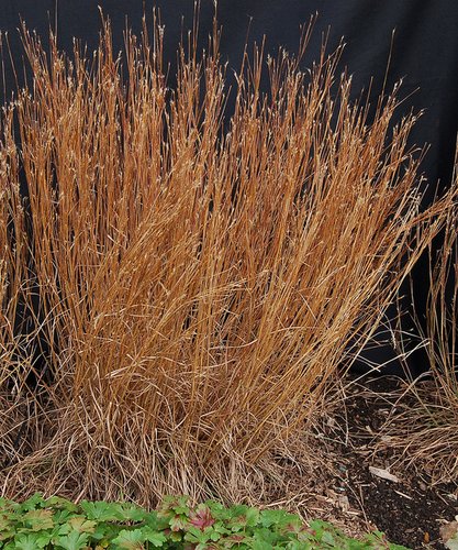 Schizachyrium scoparium 'Carousel' PP20948 | Carousel Little Bluestem ...