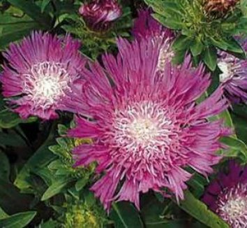 Stokesia laevis 'Honeysong Purple' | Stokes' Aster| plant lust