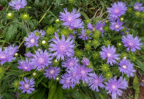 Stokesia laevis 'Peachie's Pick' | Peachie's Pick Stokes' Aster| plant lust