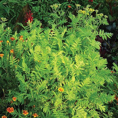Tanacetum vulgare 'Isla Gold' | Gold Leaf Tansy | Isla Gold Tansy ...
