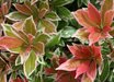 Pieris | plant lust