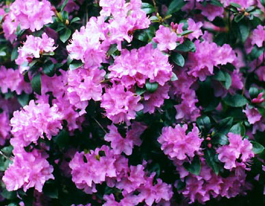 Rhododendron 'PJM Compacta' | Rhododendron 'PJM Compact Form'| plant lust