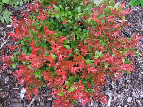 Vaccinium ovatum | Evergreen Huckleberry | Box Blueberry| plant lust