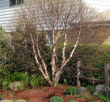 Betula nigra 'Little King' | Betula nigra 'Fox Valley' | Little King ...