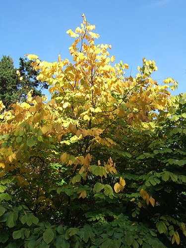 Cladrastis kentukea | Cladrastis lutea | Yellowwood | Kentucky ...
