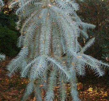 Cunninghamia - Alchetron, The Free Social Encyclopedia