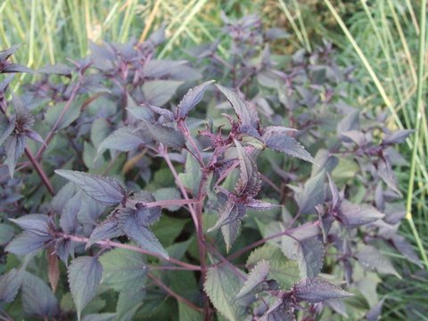 Ageratina altissima 'Chocolate' | Eupatorium rugosum 'Chocolate ...