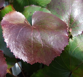 Galax - Alchetron, The Free Social Encyclopedia