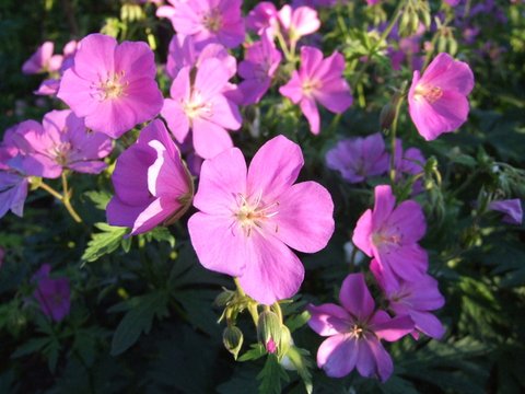 Geranium oreganum | Native Geranium | Oregon Geranium| plant lust