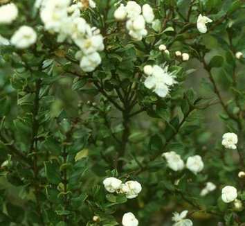 Luma (plant) - Alchetron, The Free Social Encyclopedia