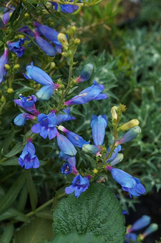Penstemon heterophyllus 'Electric Blue' | Electric Blue Beard Tongue ...