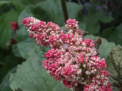 Rheum australe | Rheum emodi | Ornamental Rhubarb| plant lust