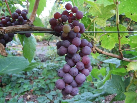 Flame Seedless Red Grape | Vitis vinifera 'Flame Seedless' | Red Flame ...