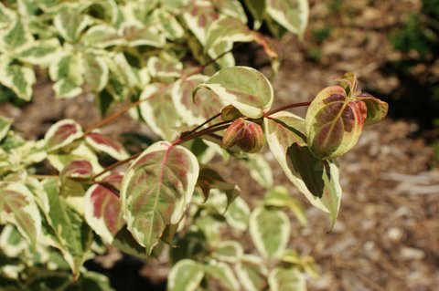 Cornus kousa 'Akatsuki' | Cornus kousa 'Aka tsuki' | Cornus kousa var ...