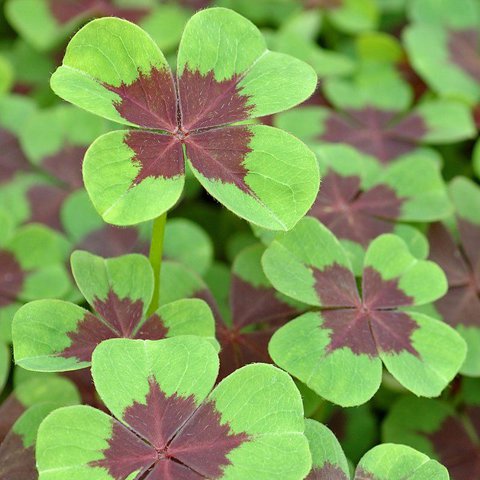 Oxalis tetraphylla 'Iron Cross' | Oxalis deppei 'Iron Cross' | Iron ...
