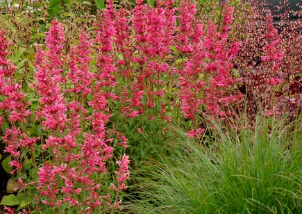 Agastache 'Raspberry Summer' PP20371 | Raspberry Summer Hummingbird ...