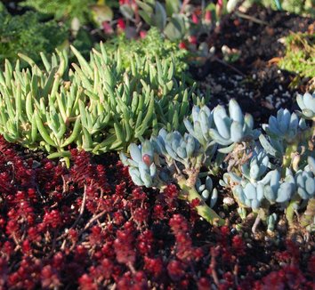 Senecio serpens | Kleinia repens | Senecio repens | Blue Chalksticks ...