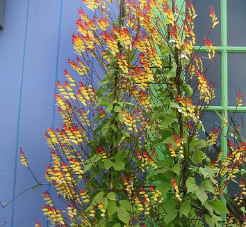 Mina lobata | Ipomoea lobata | Exotic Love Vine | Firecracker Vine ...