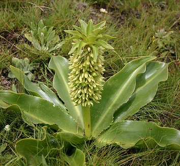 Eucomis autumnalis - Alchetron, The Free Social Encyclopedia