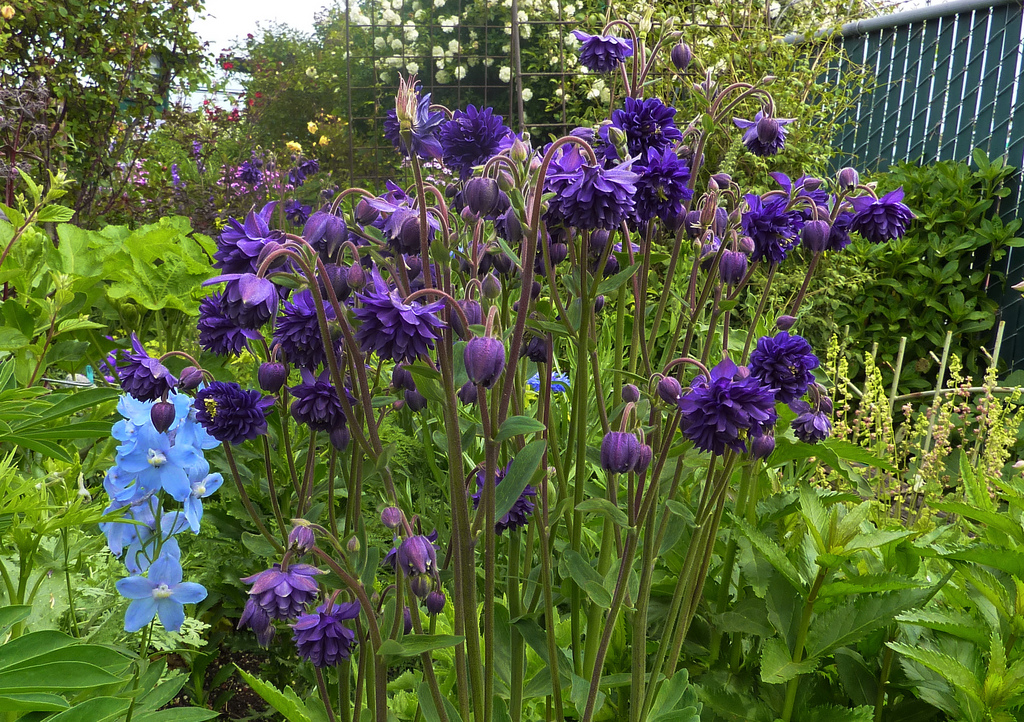 Photo #28154 | Aquilegia vulgaris 'Blue Barlow' | plant lust