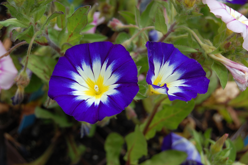 Photo #28760 | Convolvulus tricolor 'Royal Ensign' | plant lust