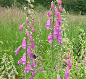 Digitalis thapsi | Digitalis thapsii | Spanish Peaks® Foxglove| plant lust