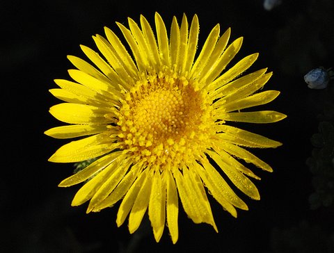 Grindelia hirsutula | Grindelia stricta platyphylla | Grindelia stricta ...