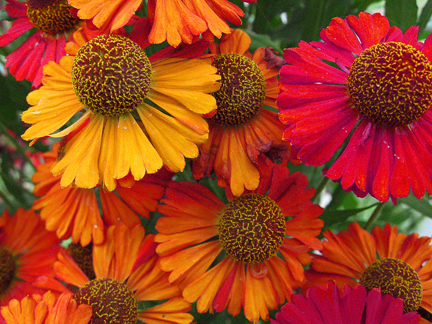 Helenium 'Helena Rote Tone' | Helenium autumnale 'Helena Red Shades ...