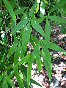 Searsia pendulina | Rhus pendulina | Rhus viminalis | White Karee ...