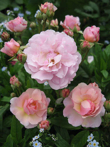 Rosa 'Cornelia' | Cornelia Musk Rose| plant lust