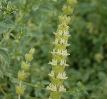 Sideritis syriaca | Greek Mountain Tea| plant lust