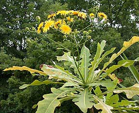 Sonchus fruticosus| plant lust
