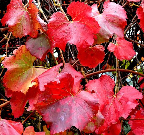 Vitis californica x vinifera 'Rogers Red' | Roger's Red California ...