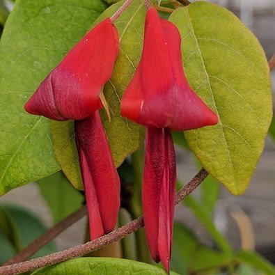 Kennedia rubicunda | Dusky Coral Pea| plant lust