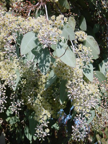 Eucalyptus polyanthemos | Red Box | Silver Dollar Gum| plant lust