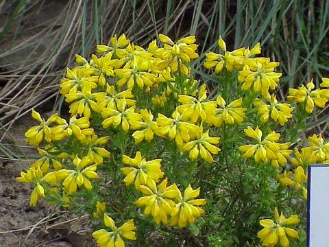 Genista hispanica | Spanish Broom| plant lust
