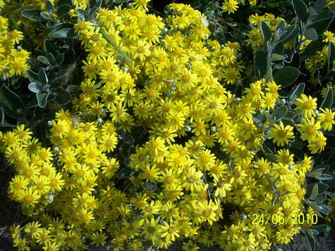 Brachyglottis 'Sunshine' | Brachyglottis x 'Sunshine' | Brachyglottis ...