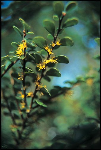 Azara microphylla | Boxleaf Azara| plant lust