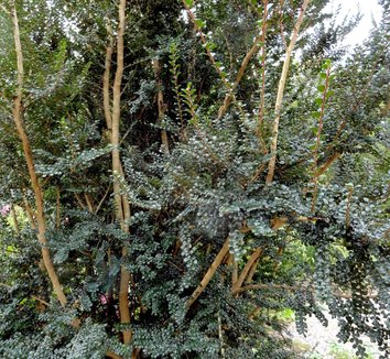 Azara microphylla | Boxleaf Azara| plant lust