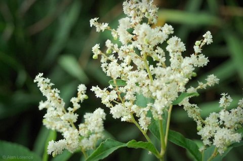Persicaria polymorpha | Polygonum polymorphum | Giant Fleeceflower ...